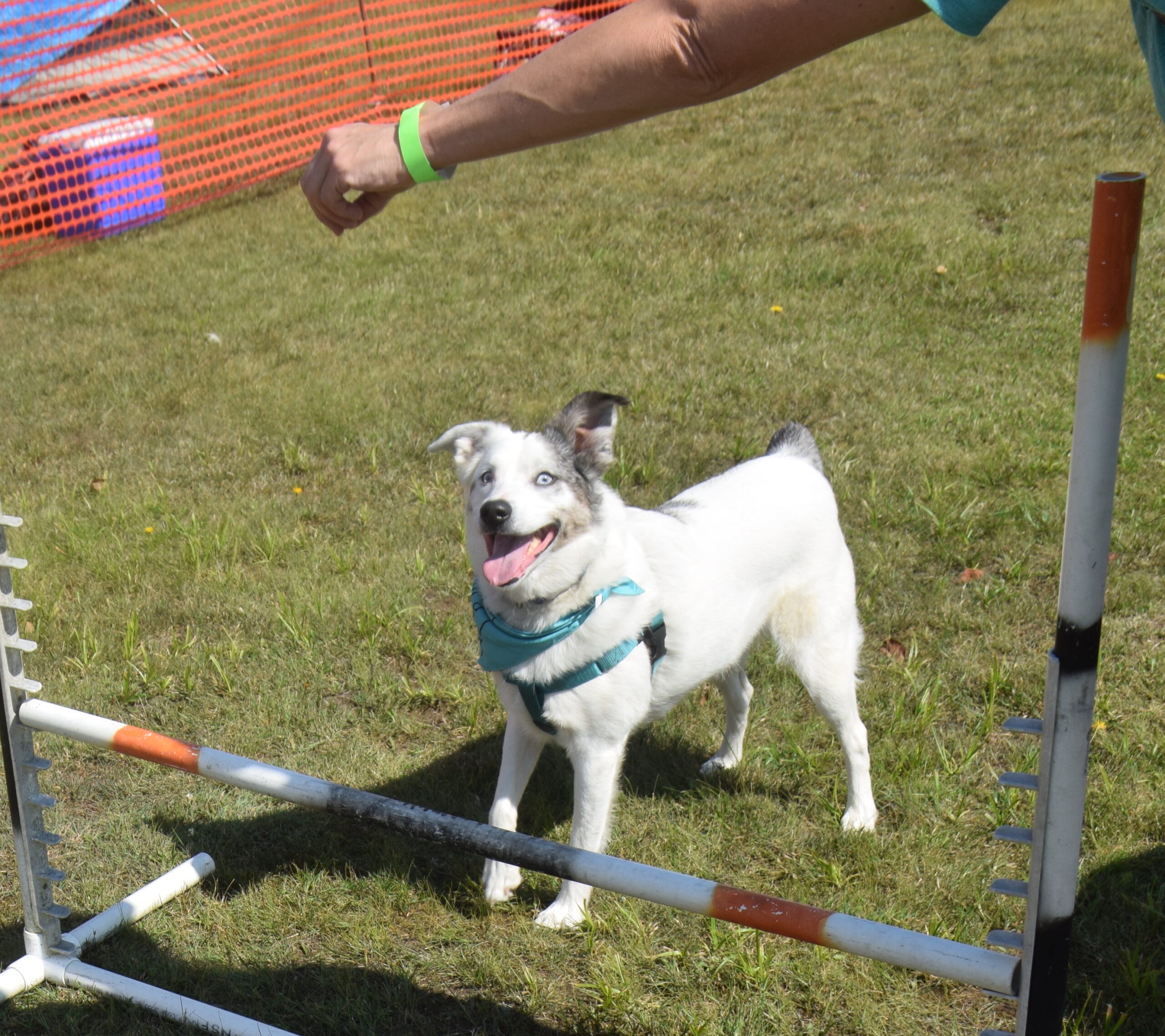 bark3 | News, Sports, Jobs - Adirondack Daily Enterprise